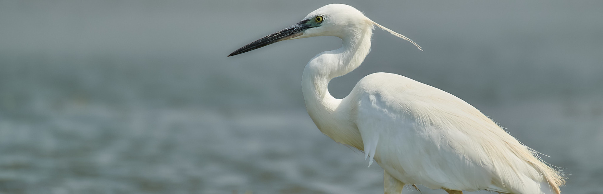 The UK Top 10 | Birdingplaces