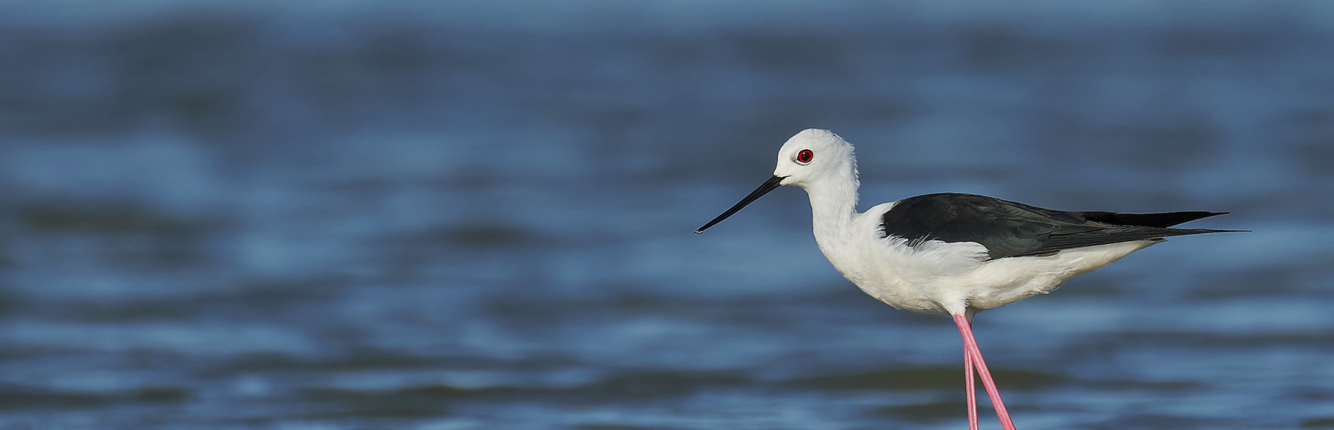 Team Birdingplaces | Birdingplaces