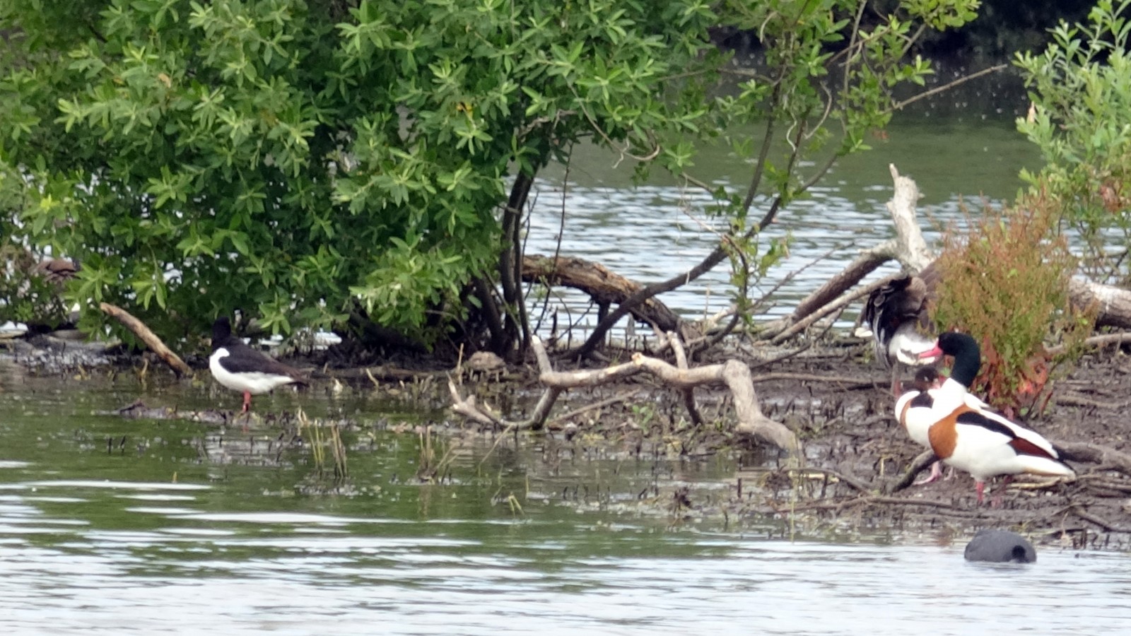 Westerplas Bird Hide | Birdingplaces