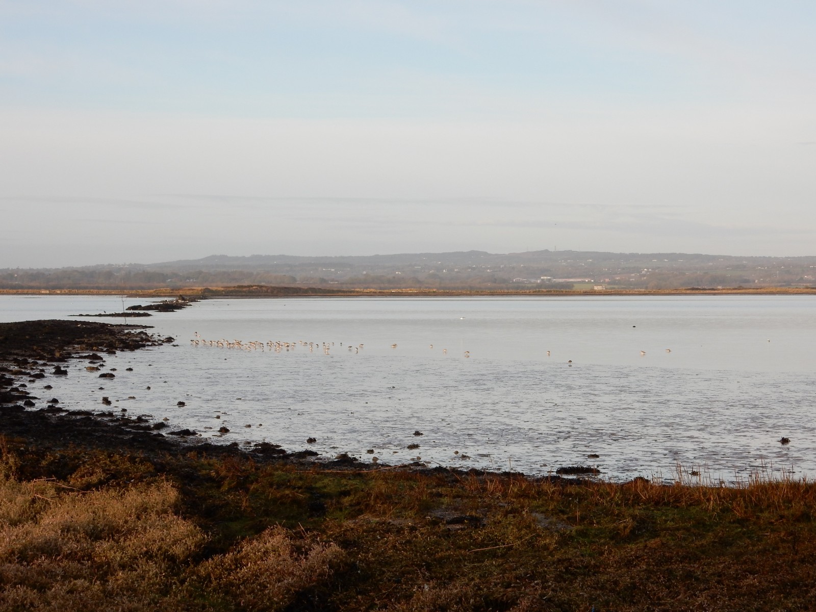 Rosslare Back Strand | Birdingplaces