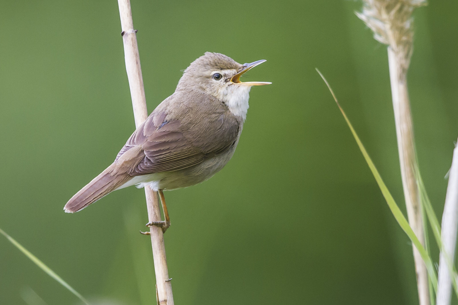 Blyth's Reed Warbler (Acrocephalus dumetorum) | Birdingplaces