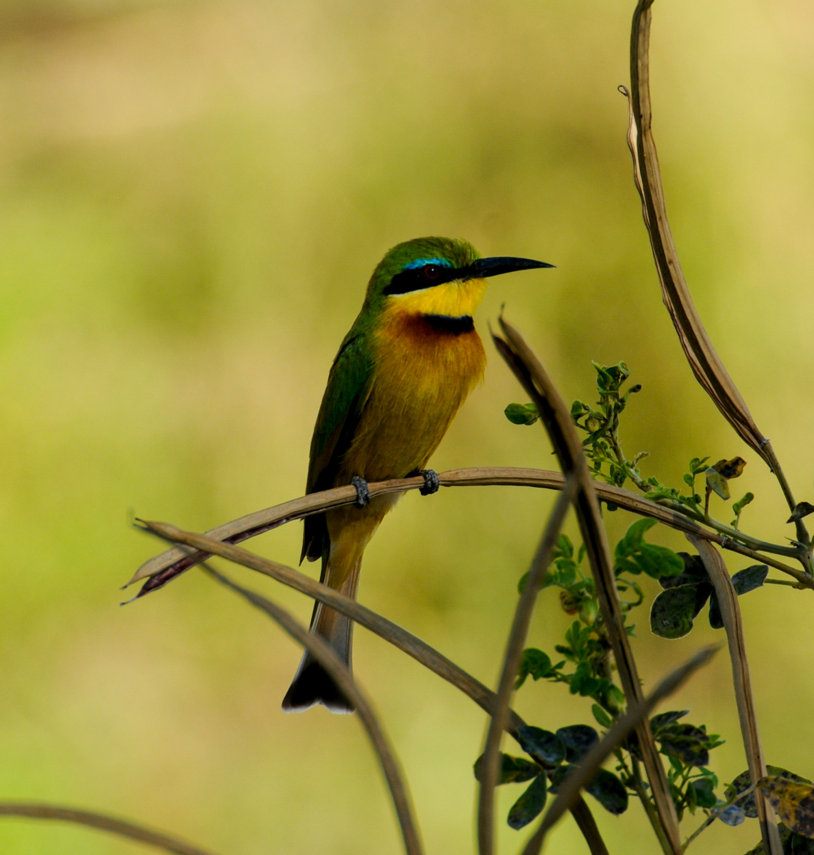 Little Bee-eater (Merops pusillus) | Birdingplaces