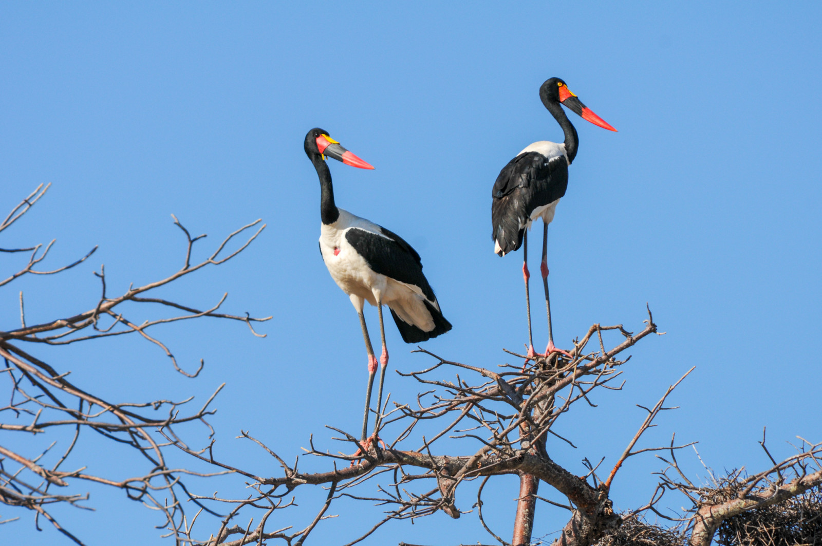 Saddle-billed Stork (Ephippiorhynchus senegalensis) | Birdingplaces