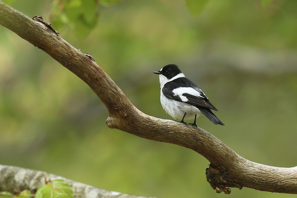 Collared Flycatcher (Ficedula albicollis) | Birdingplaces