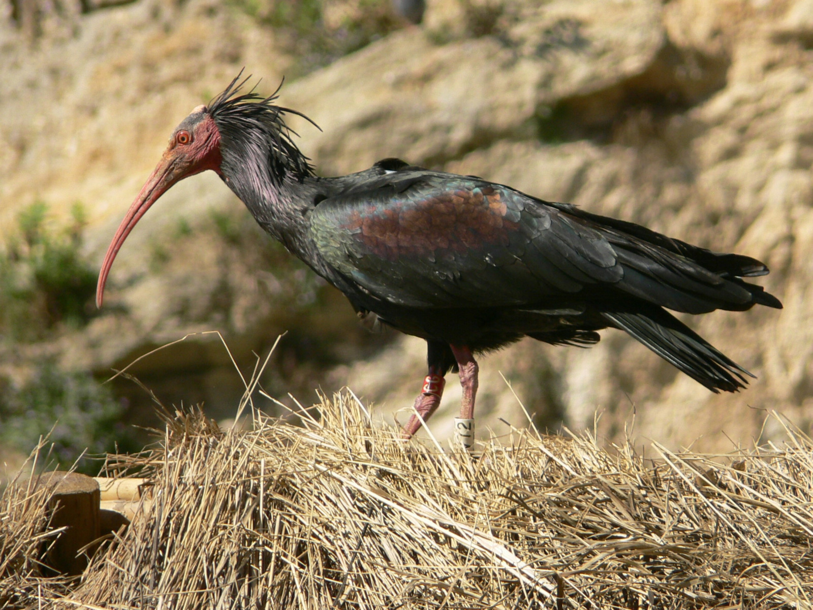 Bald Ibis Dunes Tamri | Birdingplaces