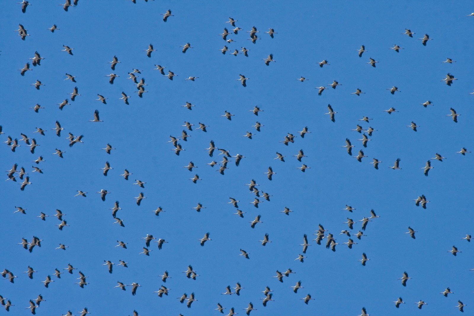 Yatata | Birdingplaces