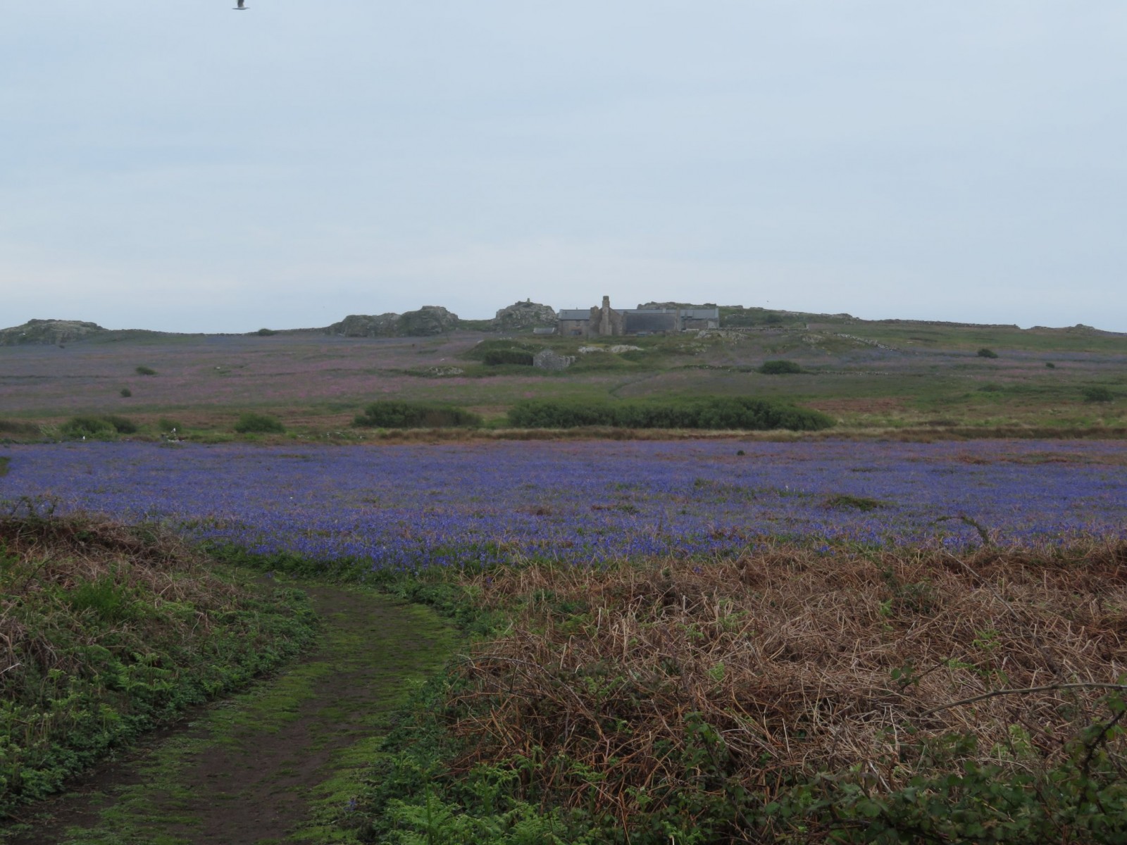 Skomer | Birdingplaces