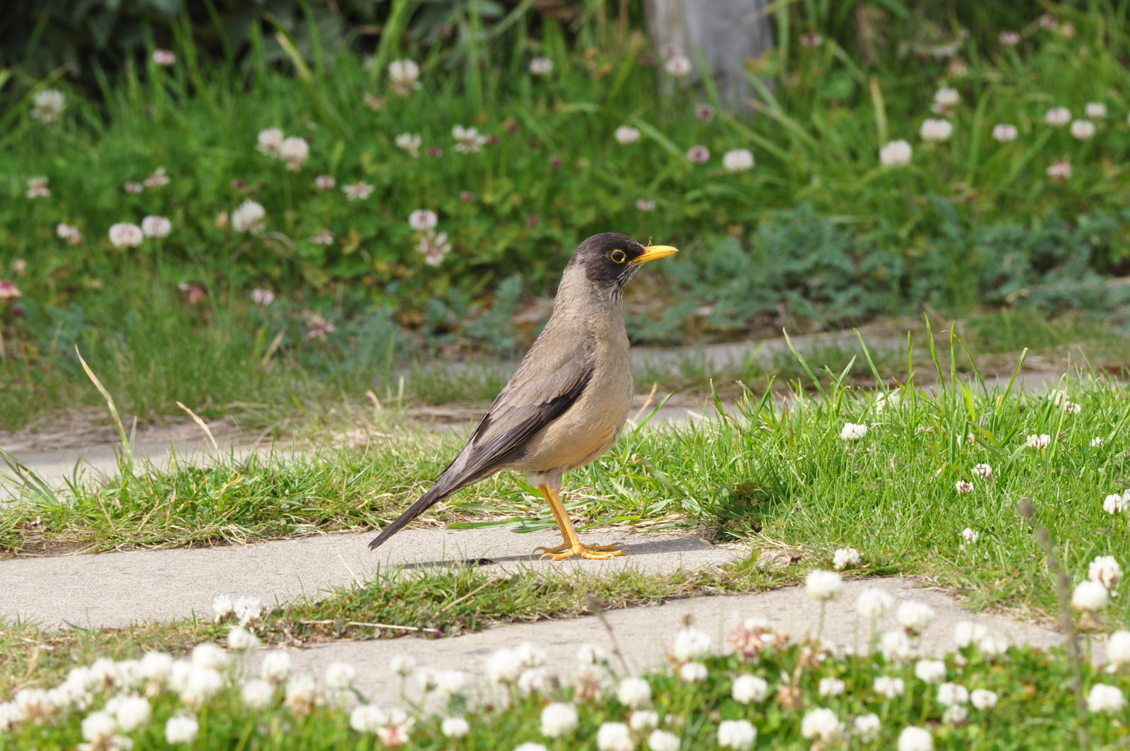 Austral Thrush (Turdus falcklandii) | Birdingplaces.eu