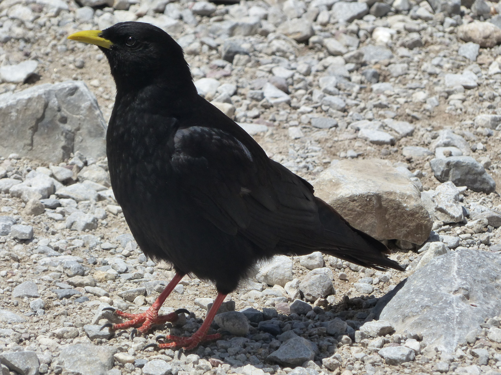 Yellow-billed Chough (Pyrrhocorax graculus) | Birdingplaces