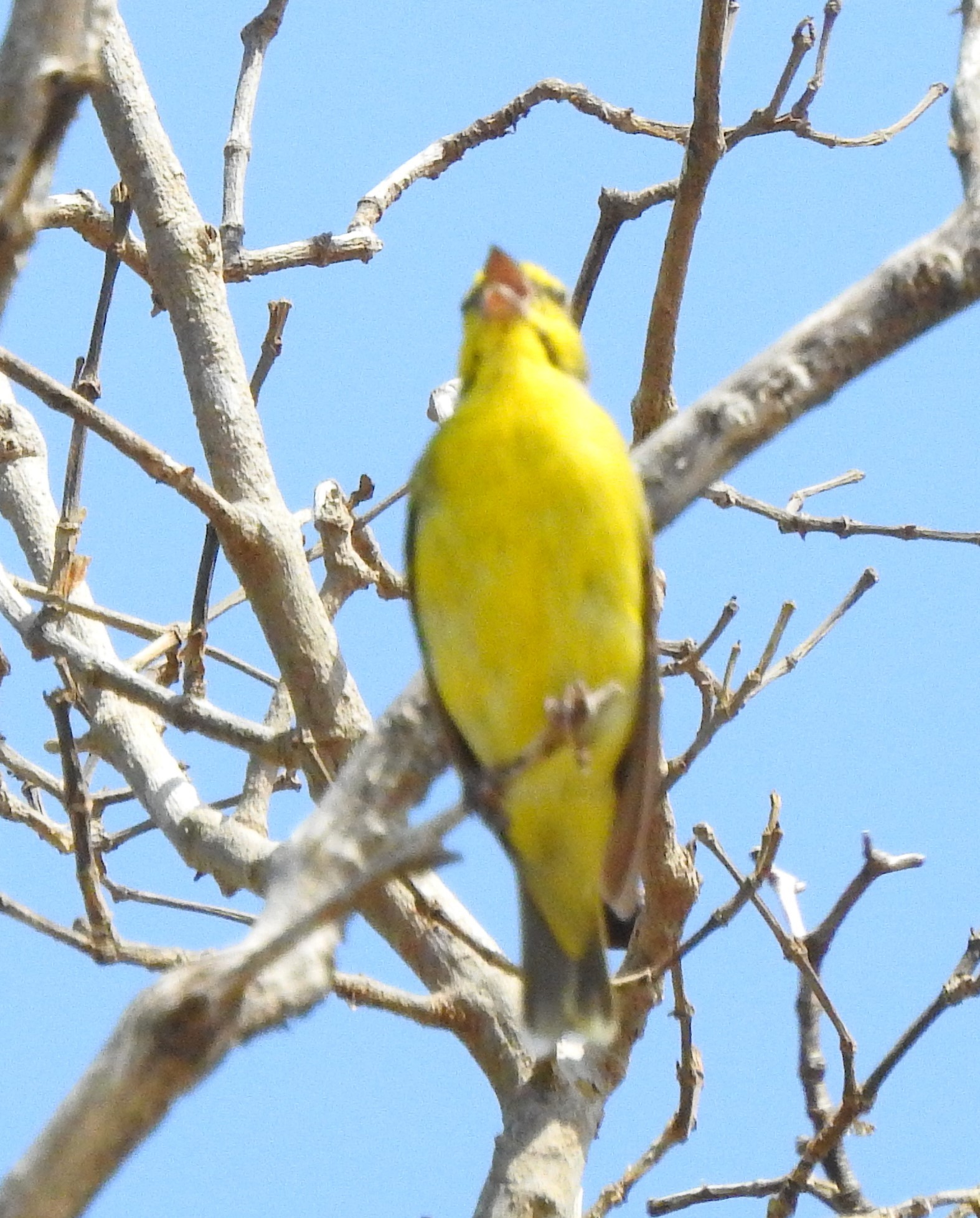 Mida Creek | Birdingplaces