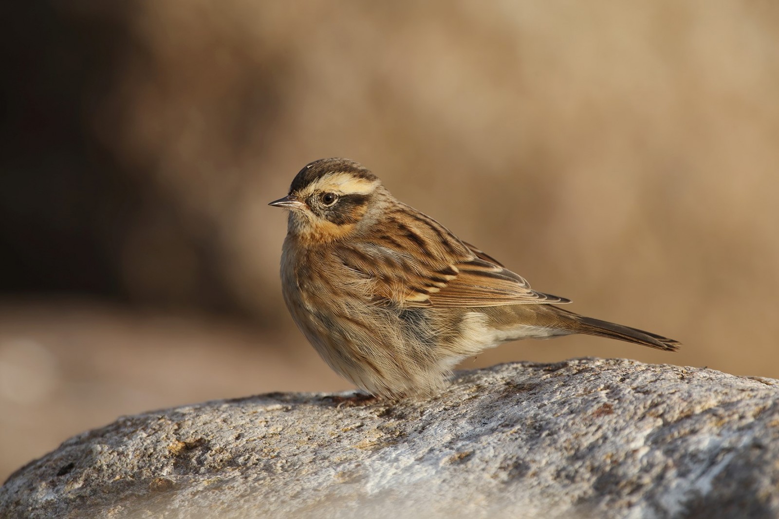 Black-throated Accentor (Prunella atrogularis) | Birdingplaces