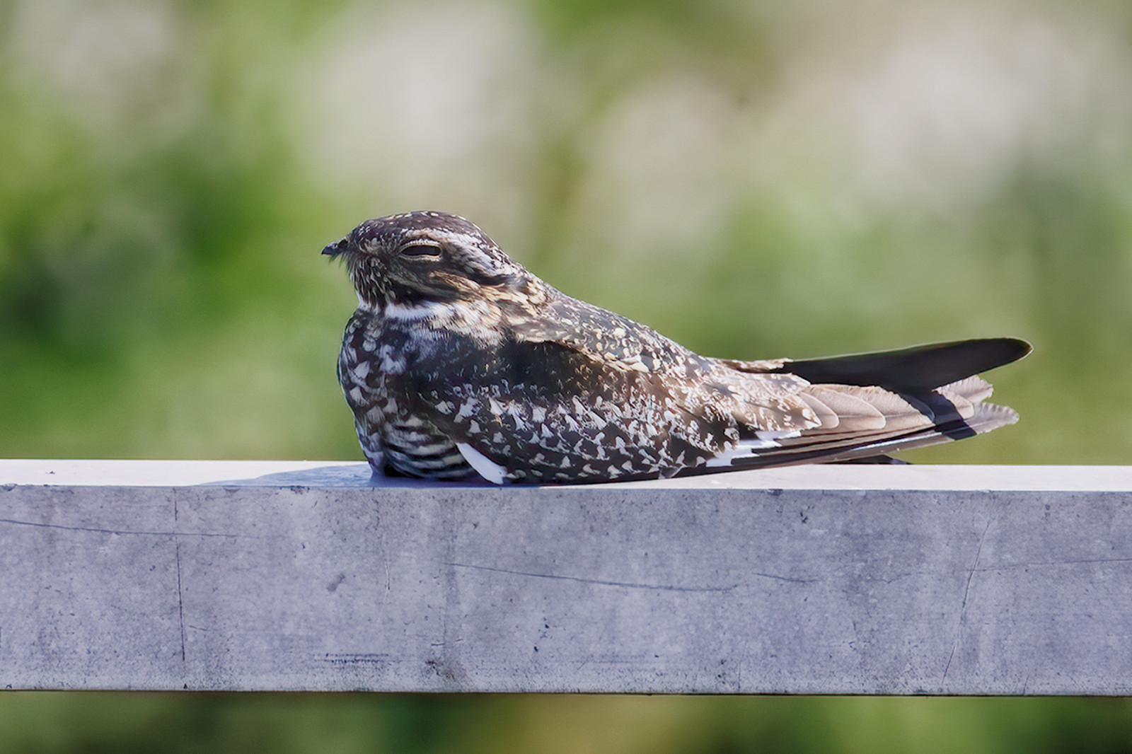 Common Nighthawk (Chordeiles minor) | Birdingplaces.eu