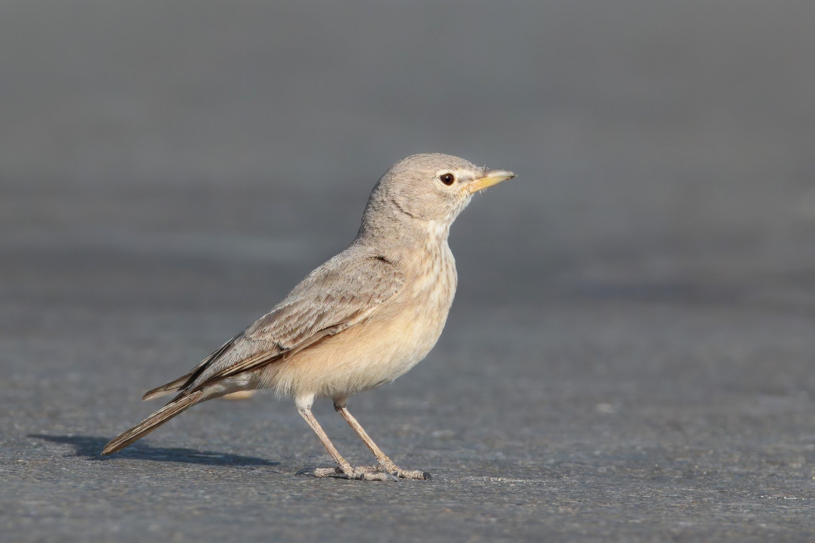 Desert Lark (Ammomanes deserti) | Birdingplaces