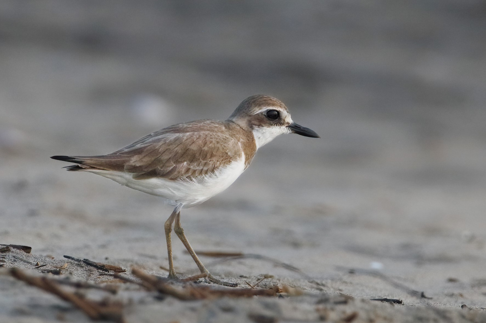 Greater Sand Plover (Charadrius leschenaultii) | Birdingplaces