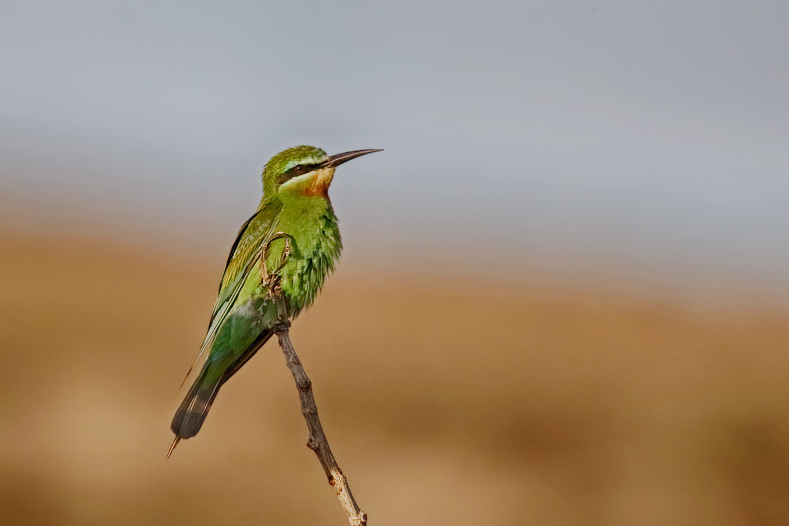 Blue-cheeked Bee-eater (Merops persicus) | Birdingplaces