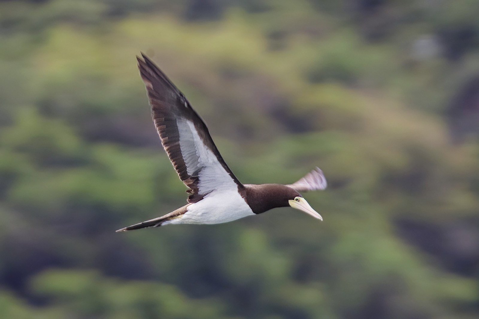 Brown Booby (Sula leucogaster) | Birdingplaces