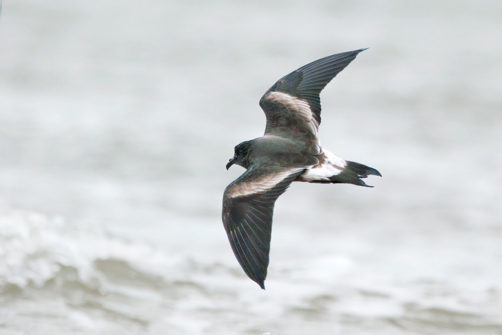 Leach's Storm Petrel (Oceanodroma leucorhoa) | Birdingplaces