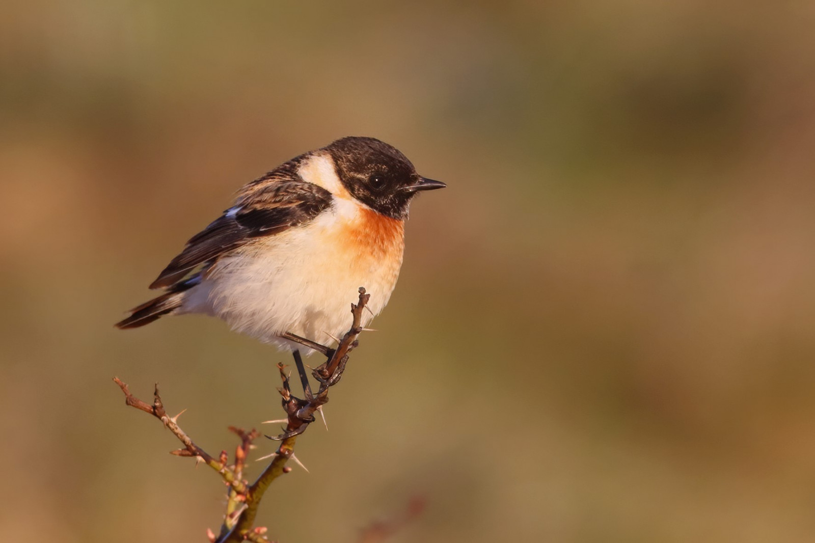 Siberian Stonechat (Saxicola maurus) | Birdingplaces