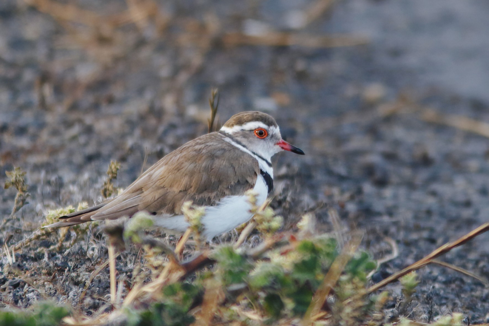 Three-banded Plover (Charadrius tricollaris) | Birdingplaces