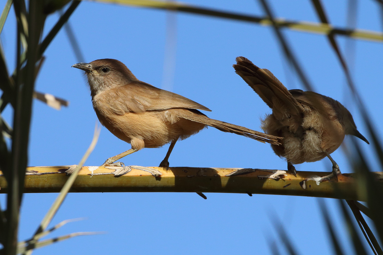 Fulvous Babbler (Argya fulva) | Birdingplaces