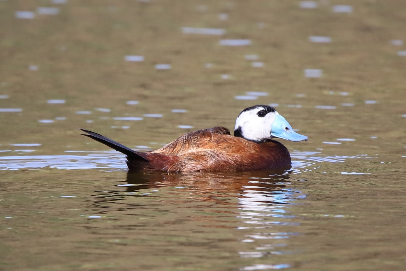 Laguna de Zóñar | Birdingplaces