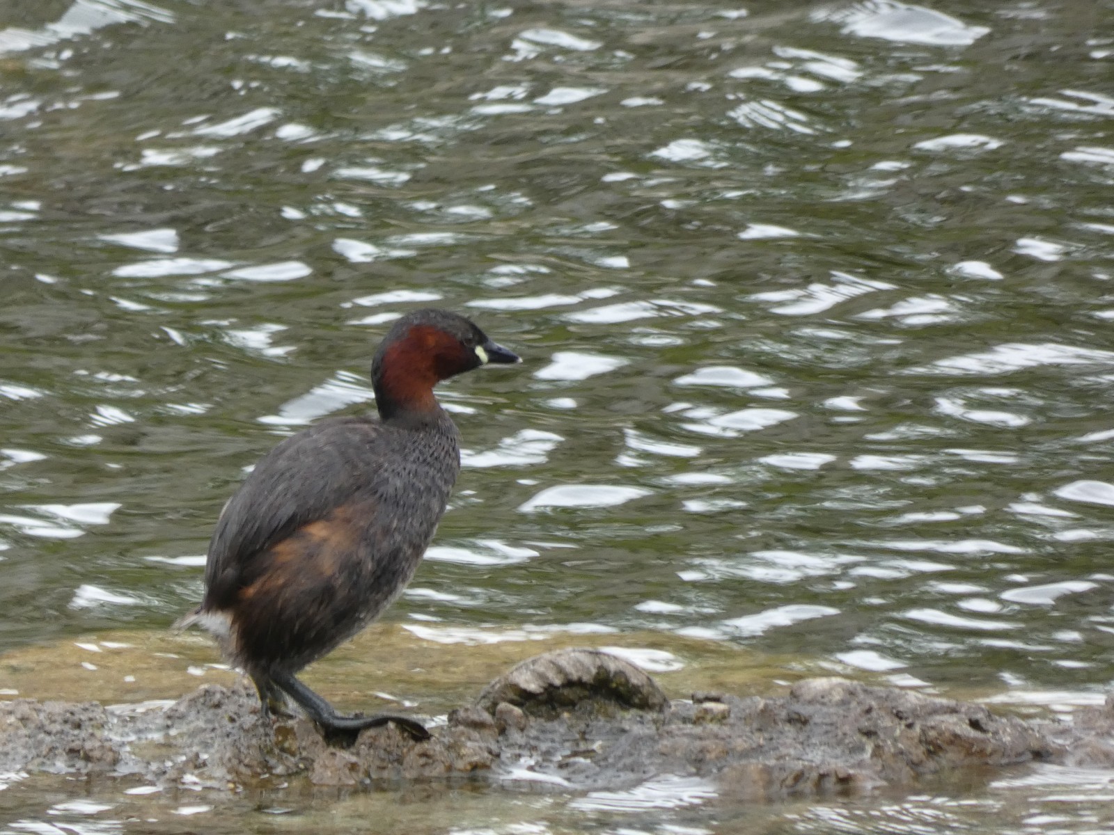 Marais Wiels | Birdingplaces