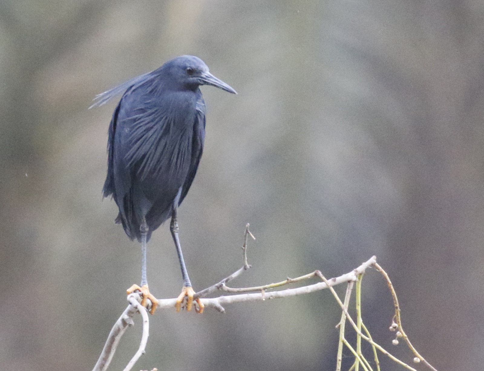 Black Heron (Egretta ardesiaca) | Birdingplaces