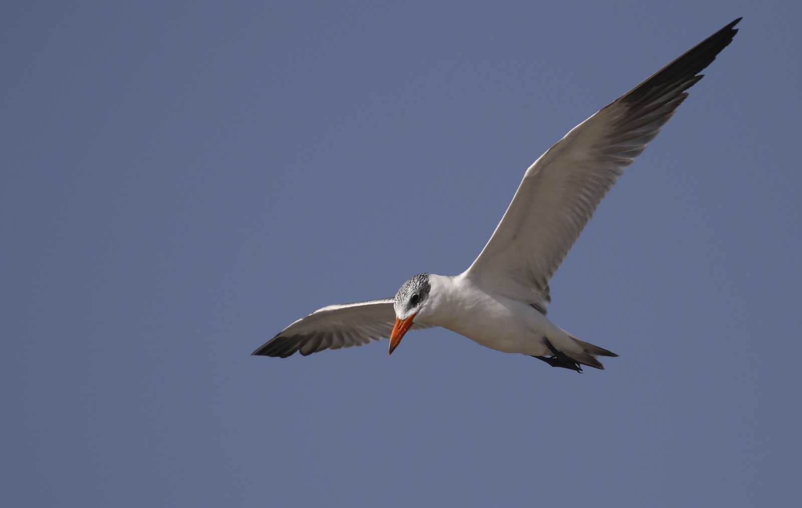 Embouchure du Var | Birdingplaces