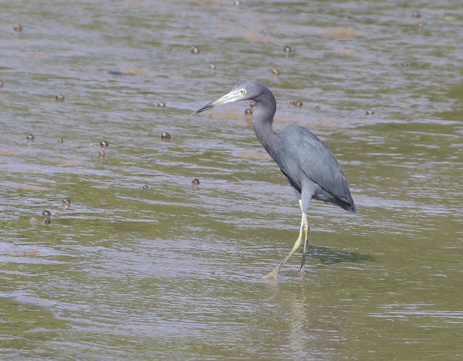 Little Blue Heron (Egretta caerulea) | Birdingplaces