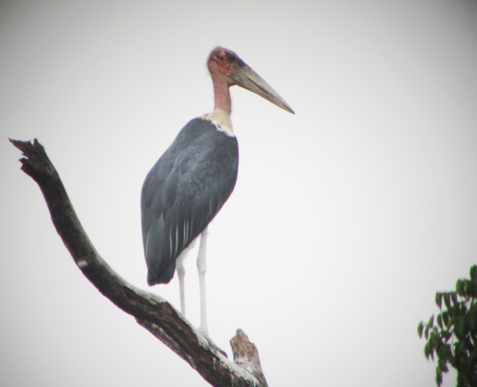 Afrikaanse Maraboe (Leptoptilos crumenifer) | Birdingplaces.eu