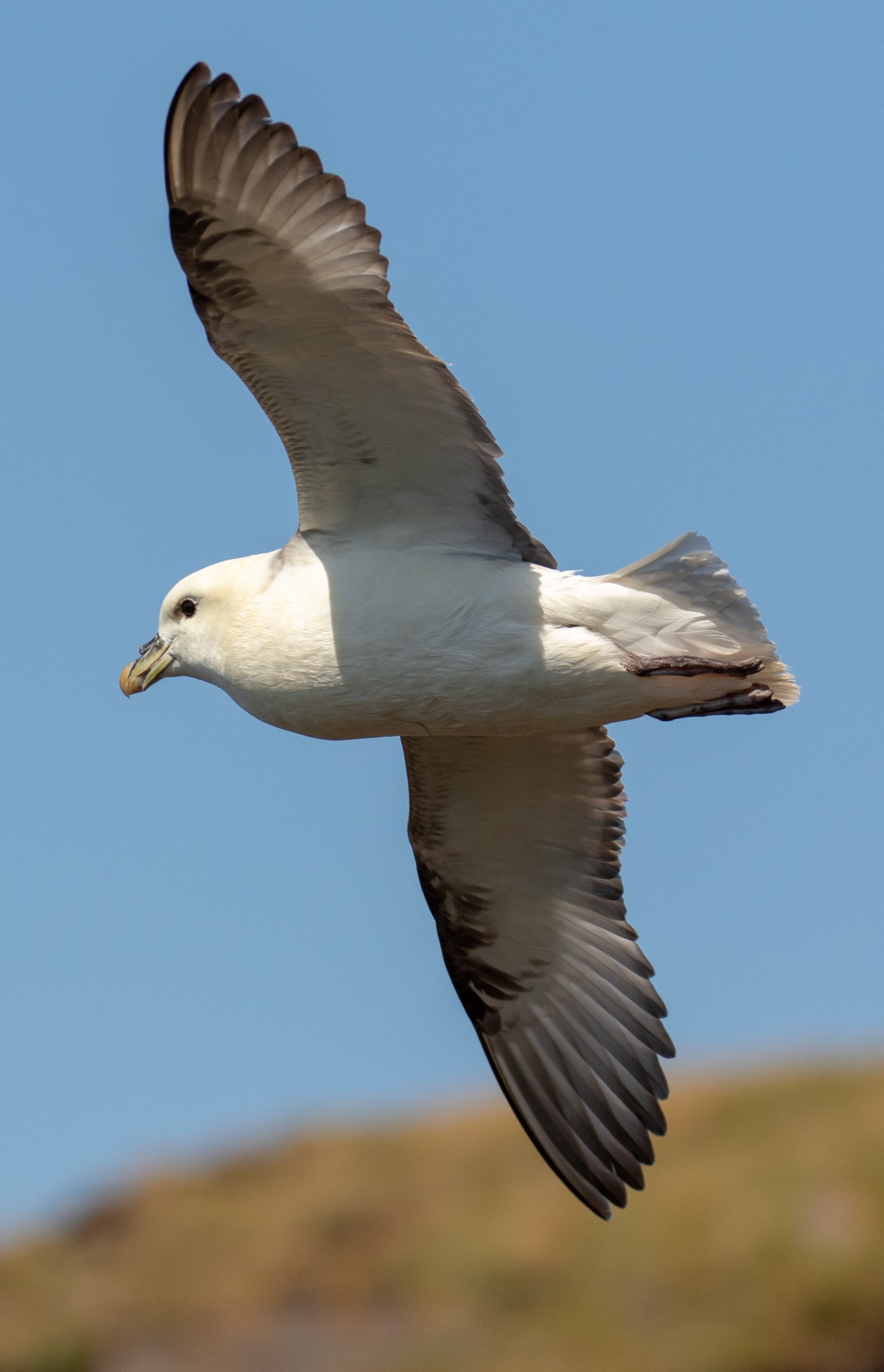 Troup Head | Birdingplaces