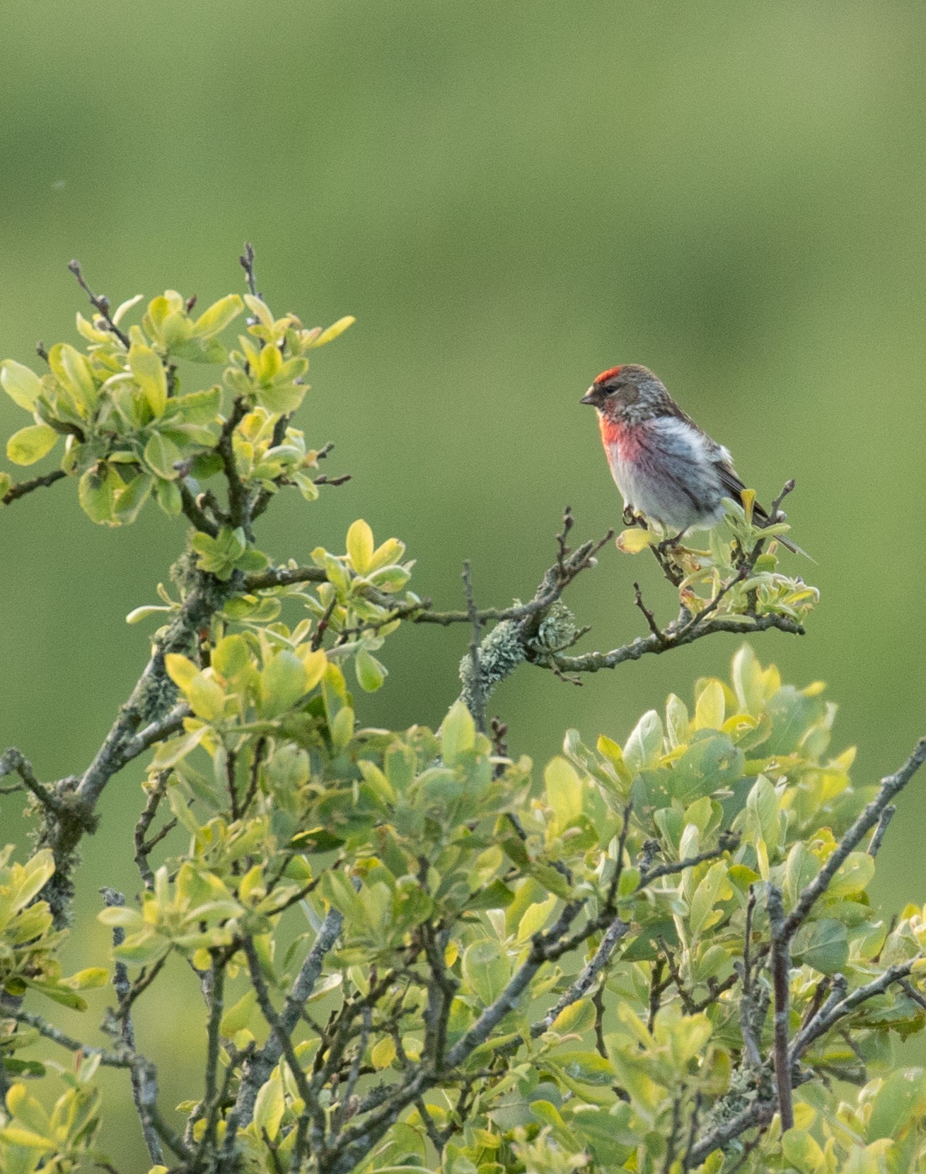 Loch of Strathbeg | Birdingplaces