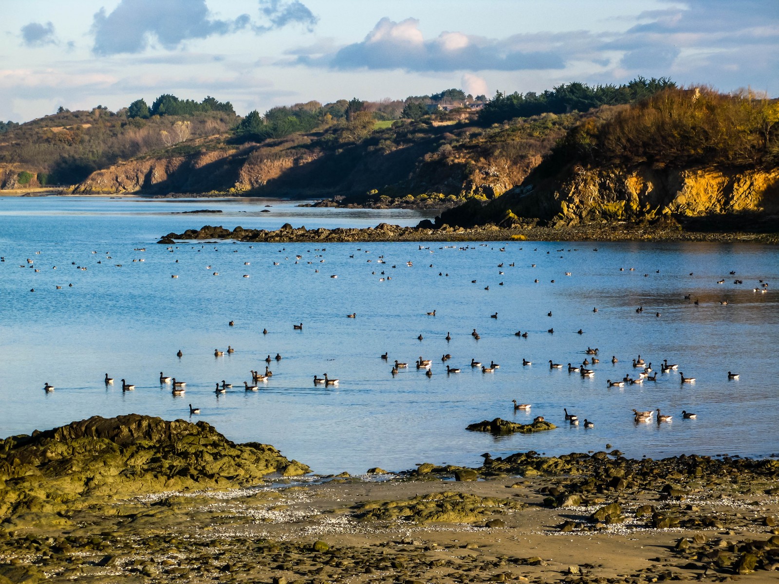 Réserve Naturelle de la Baie de Saint-Brieuc | Birdingplaces
