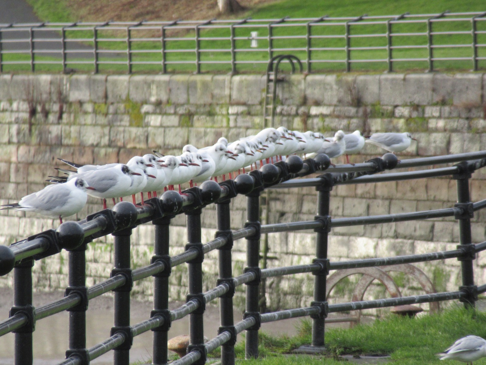 Spike Island - Widnes | Birdingplaces