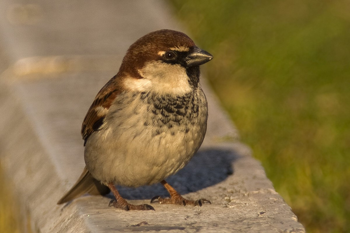 Italian Sparrow (Passer italiae) | Birdingplaces