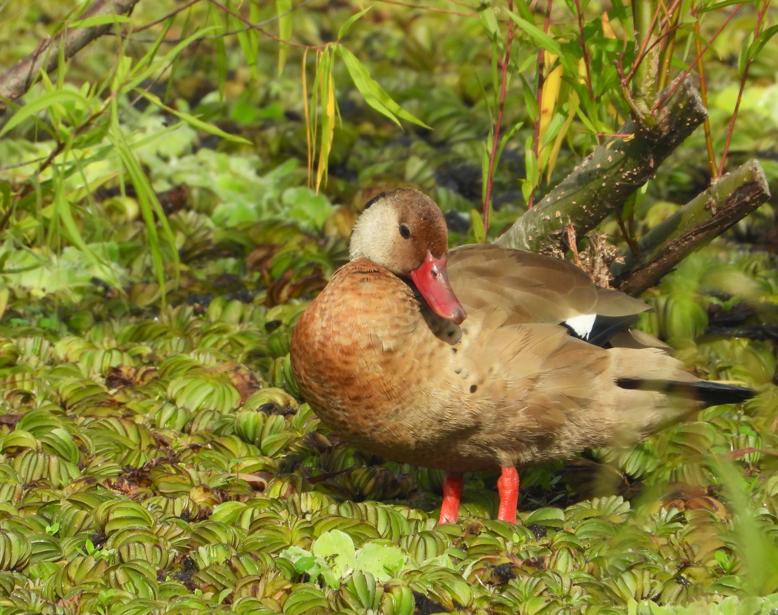 Brazilian Teal (Amazonetta brasiliensis) | Birdingplaces