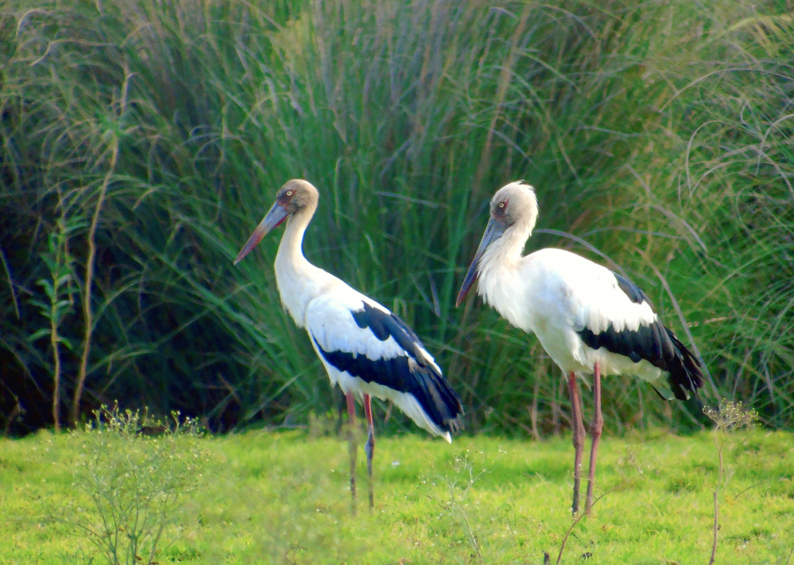 Laguna Guapilo | Birdingplaces
