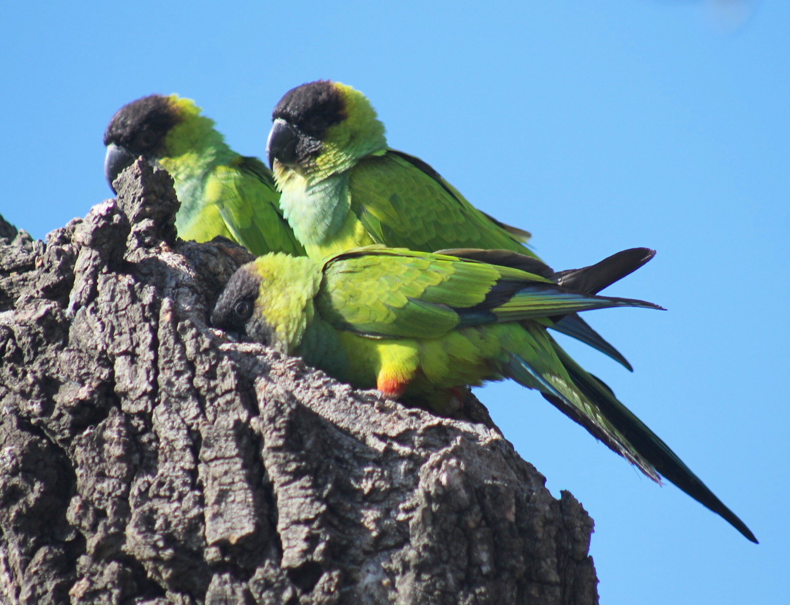 Nanday Parakeet (Aratinga nenday) | Birdingplaces