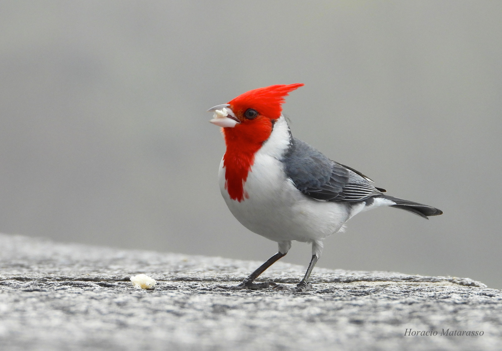 Red-crested Cardinal (Paroaria coronata) | Birdingplaces
