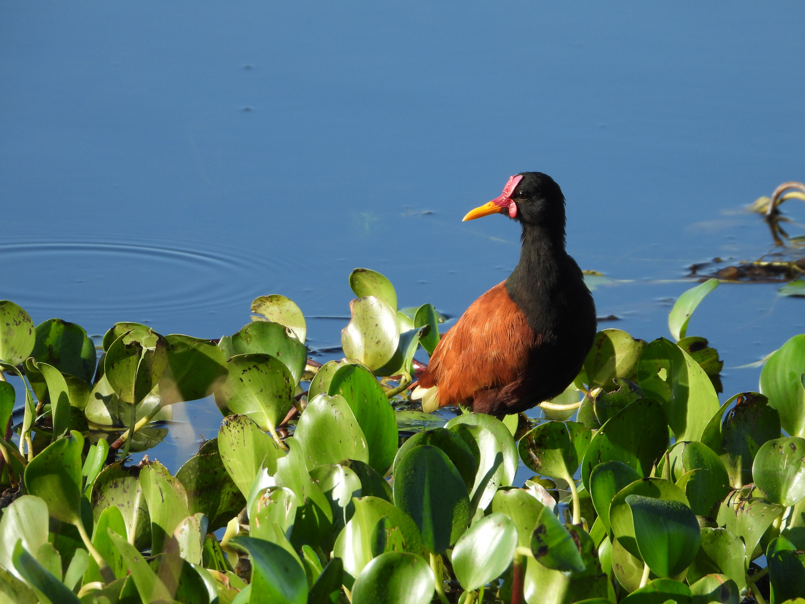 Wattled Jacana (Jacana jacana) | Birdingplaces