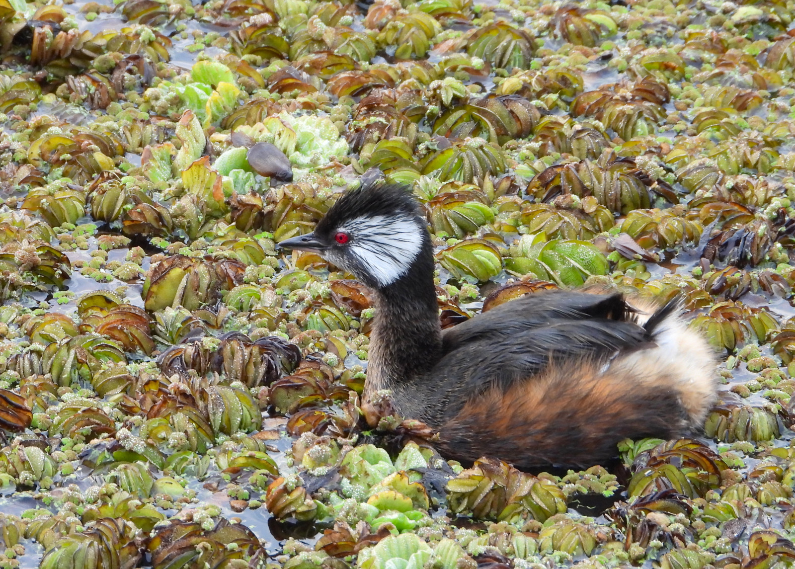 White-tufted Grebe (Rollandia rolland) | Birdingplaces