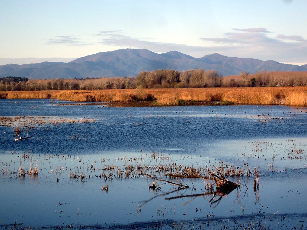 Padule di Fucecchio - Le Morette | Birdingplaces