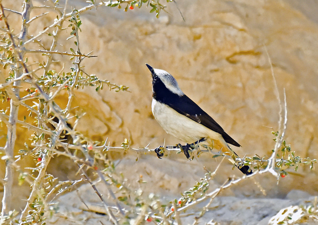 Mourning Wheatear (Oenanthe lugens) | Birdingplaces