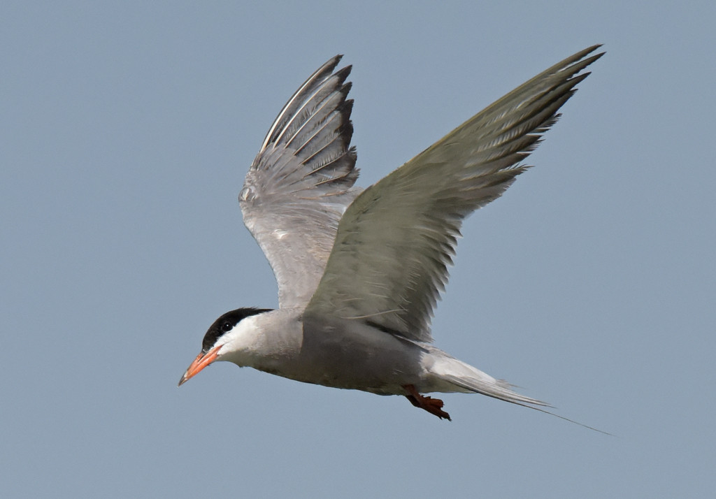 White-cheeked Tern (Sterna repressa) | Birdingplaces