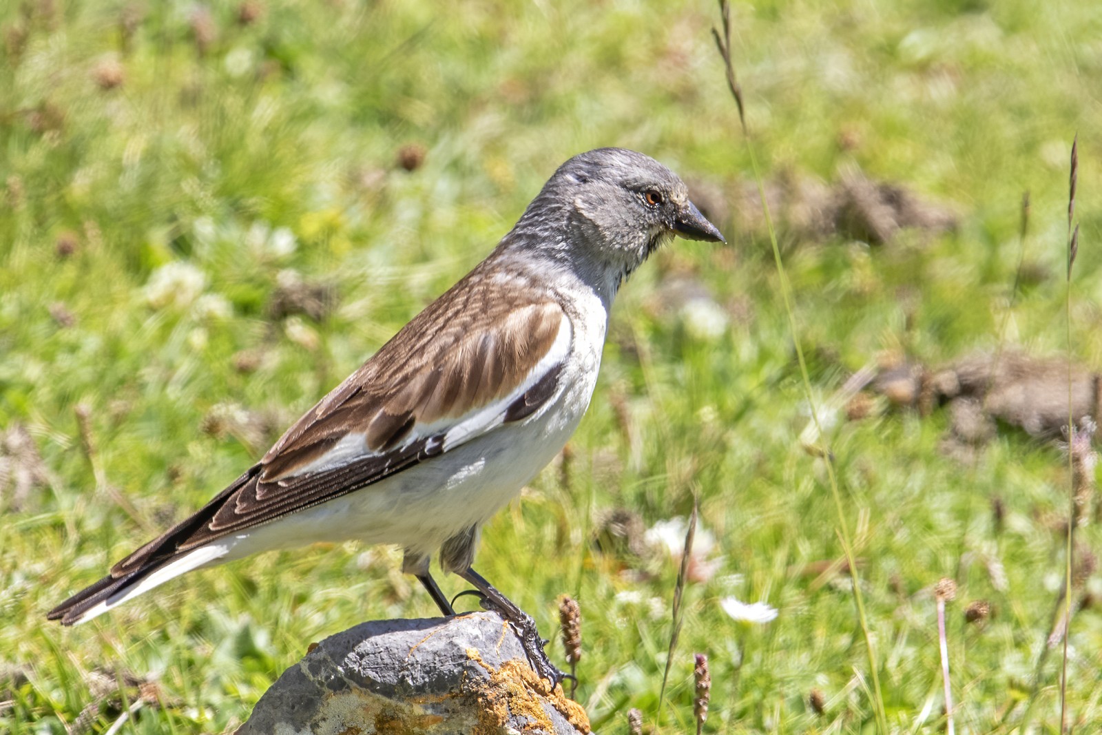 White-winged Snowfinch (Montifringilla nivalis) | Birdingplaces