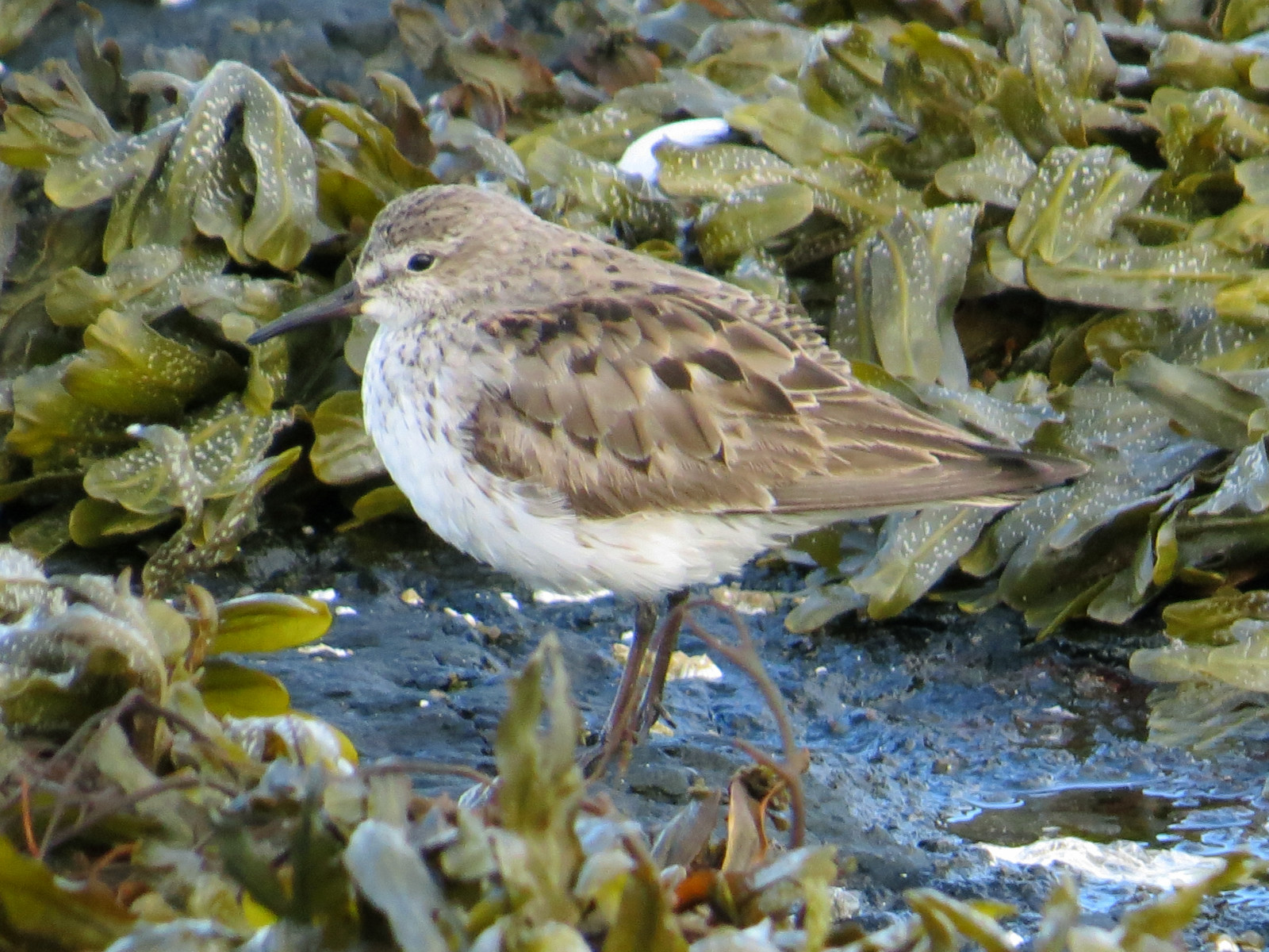 White-rumped Sandpiper (Calidris fuscicollis) | Birdingplaces