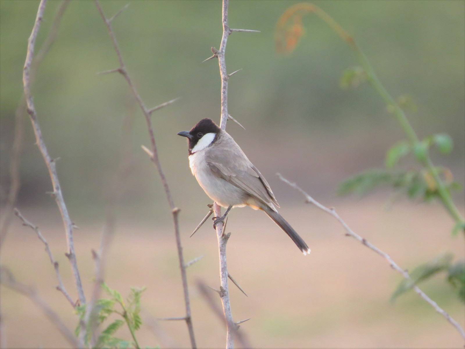 White-eared Bulbul (Pycnonotus leucotis) | Birdingplaces