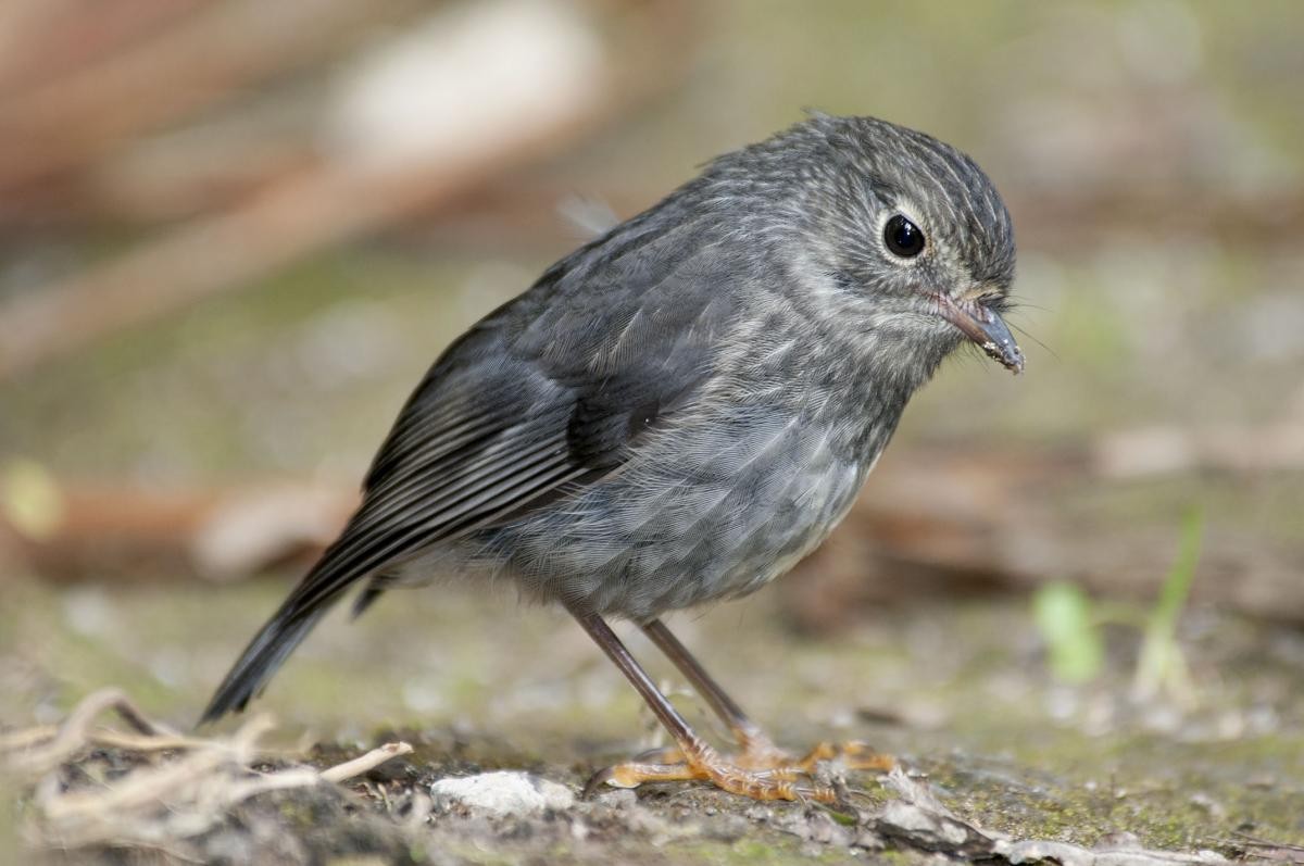 Tawharanui Regional Park | Birdingplaces