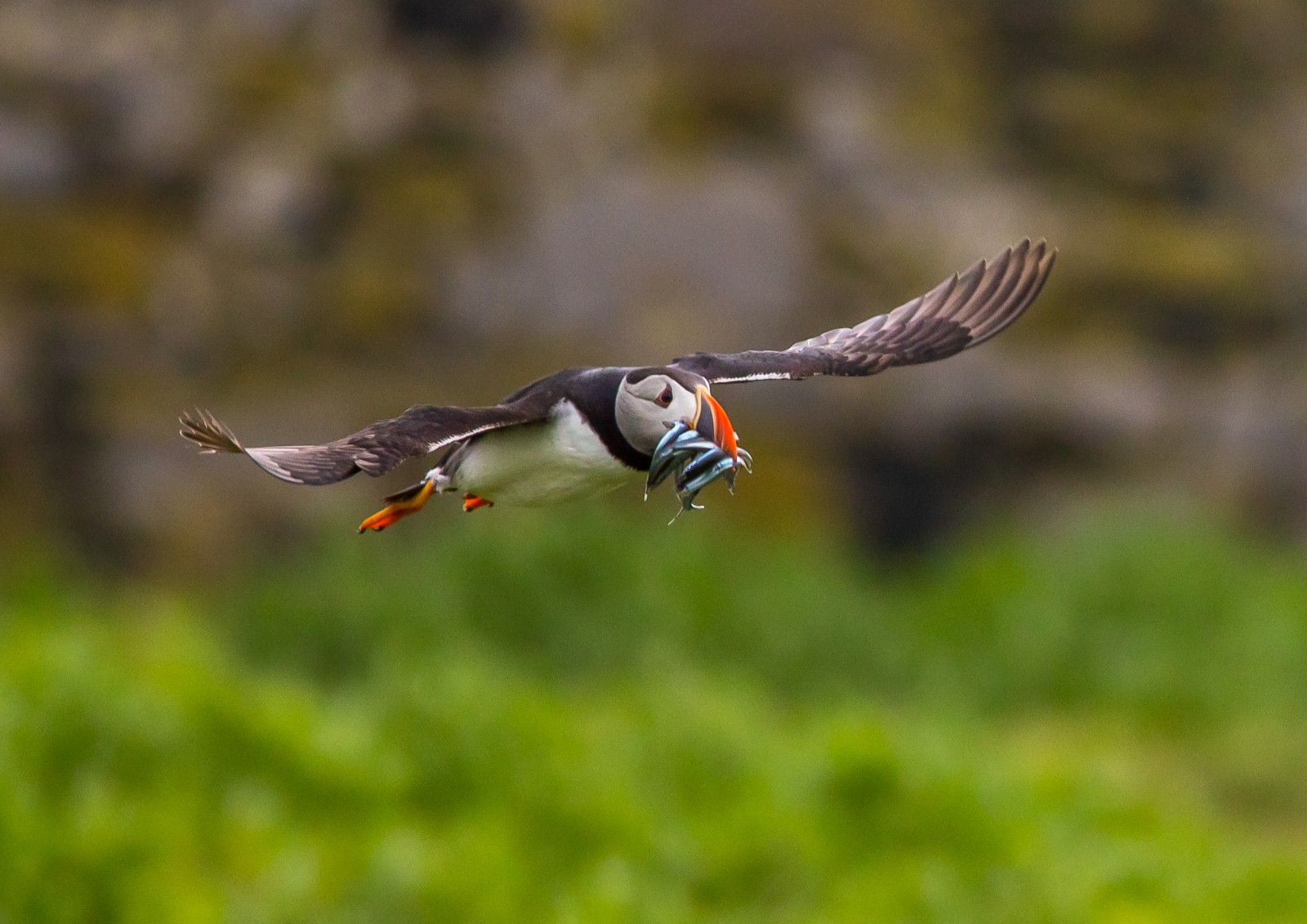 RSPB Dunnet Head | Birdingplaces