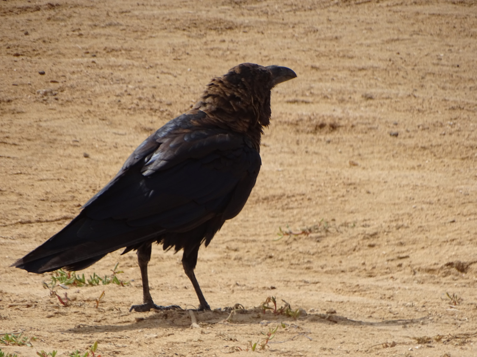 Brown-necked Raven (Corvus ruficollis) | Birdingplaces